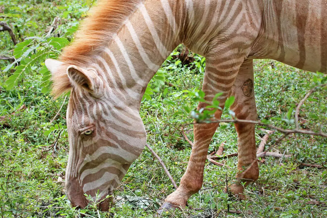 Gli scienziati ritengono che l'insolita colorazione delle zebre indichi problemi genetici negli animali