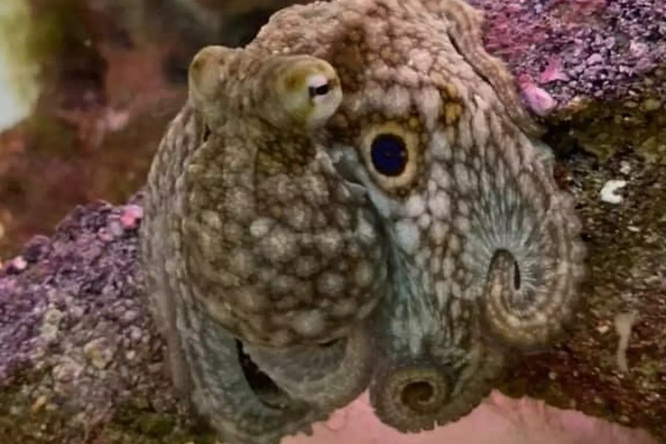 ເປັນຫຍັງ octopuses ກິນ tentacles ຂອງຕົນເອງ?