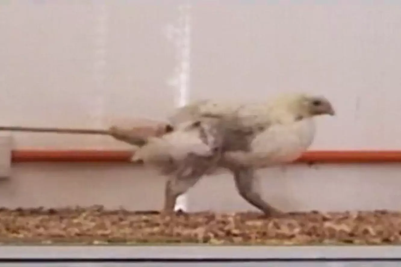 The chickens were given artificial tails. Then the birds started walking like dinosaurs