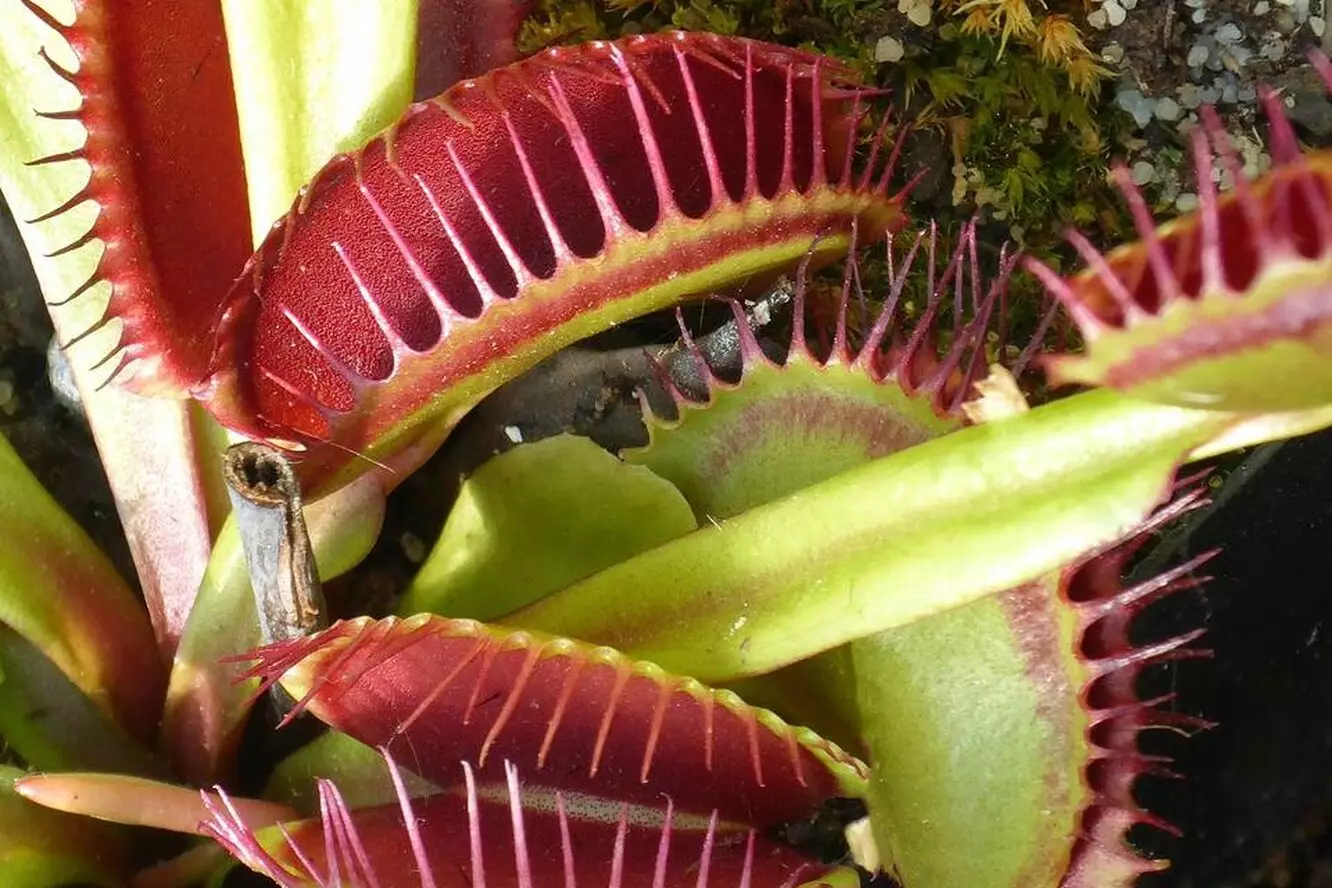 Naghimo ang mga siyentista og buhing Venus flytrap nga bahin sa robotic grip