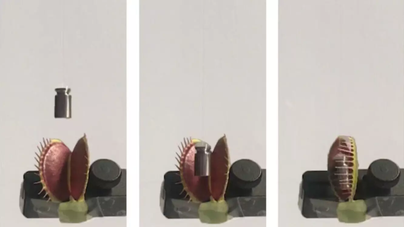 I-Robotic Venus Flytrap