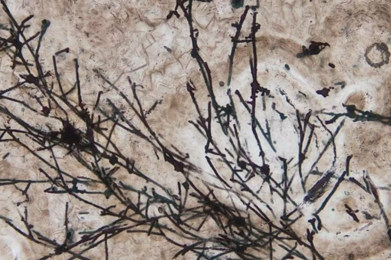 Fossili ta’ 635 miljun sena huwa l-eqdem fungus terrestri magħruf