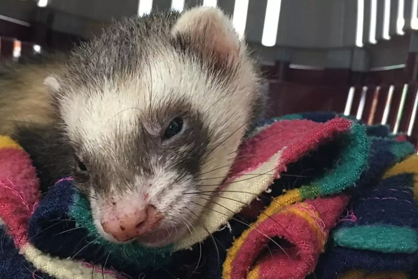 Domestic ferret miraculously survived after spending 100 minutes in a running washing machine