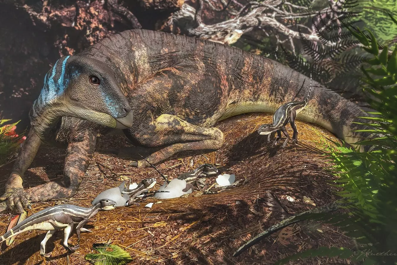 Fosil dinozò ti bebe enkwayab soti nan Ostrali