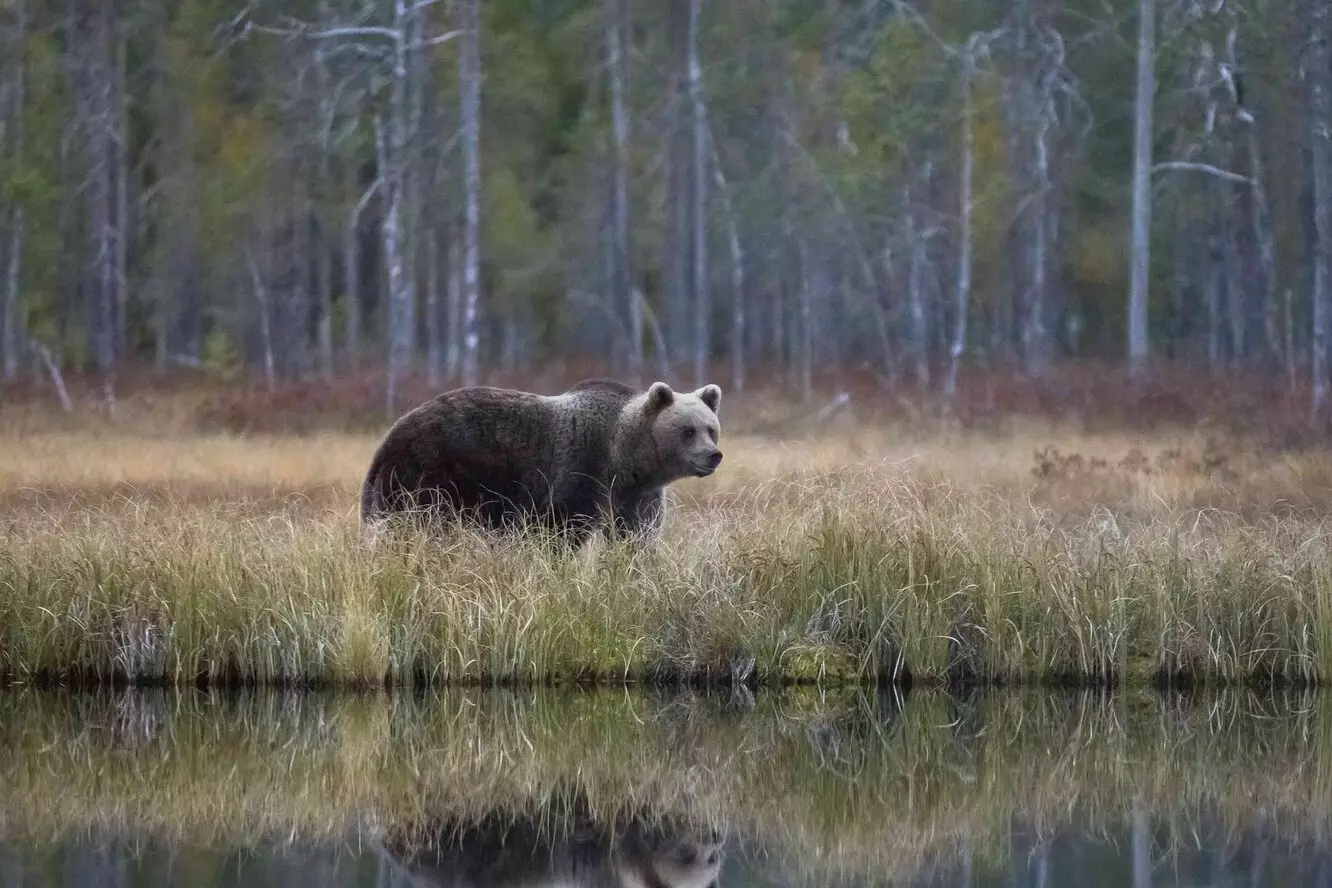 Malire a taiga ndi tundra akusunthira kumpoto