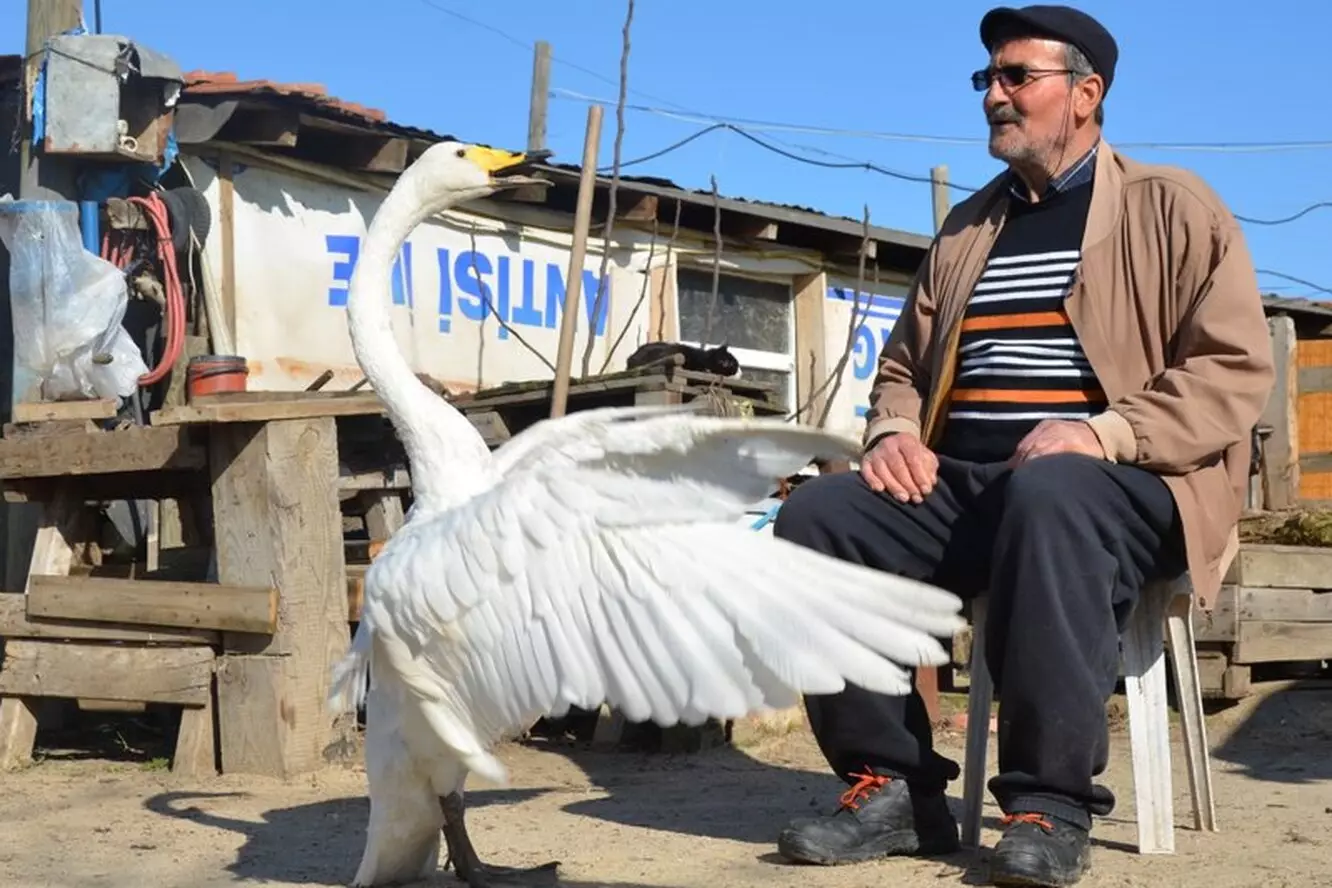 Dostluq ömrü uzadır: Qu quşu ilə poçtalyonun 37 illik dostluğunun hekayəsi