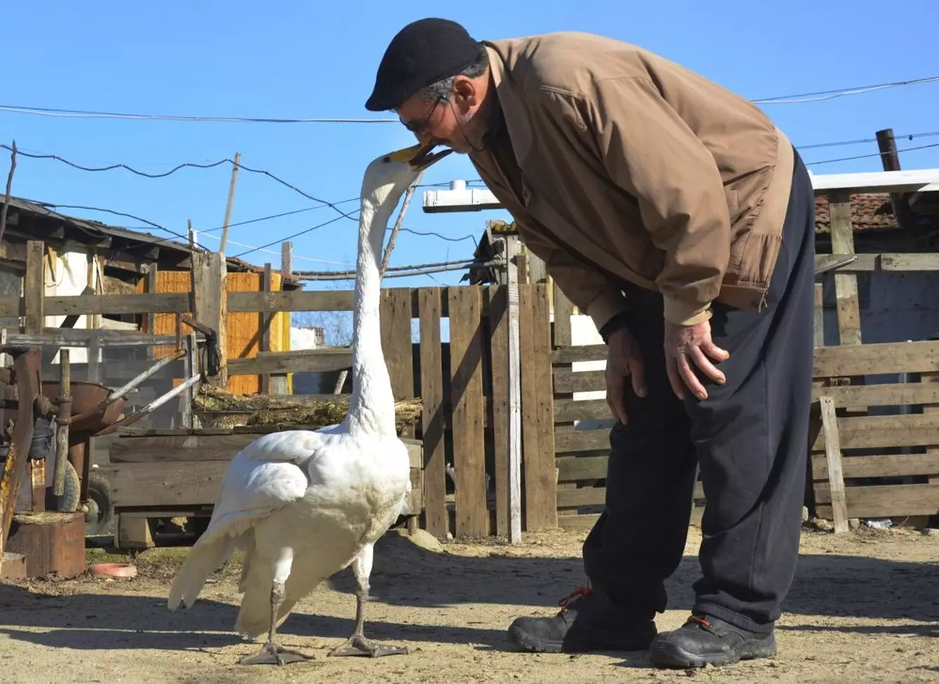 白鳥と郵便配達員の37年にわたる友情の物語 381036_2