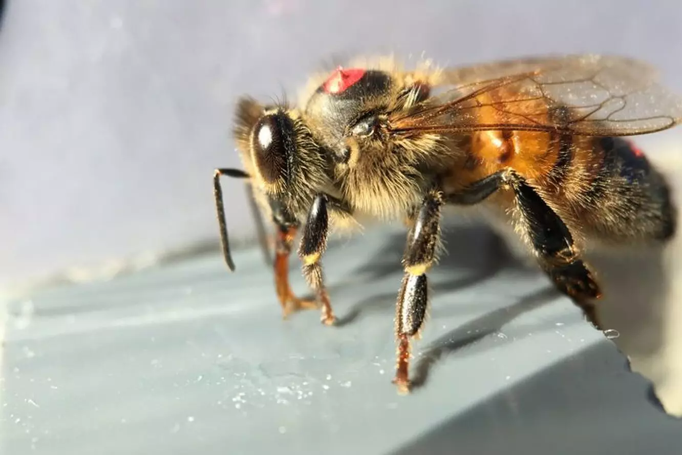 Bijen houden wetenschappers voor de gek door te doen alsof ze wiskunde kennen