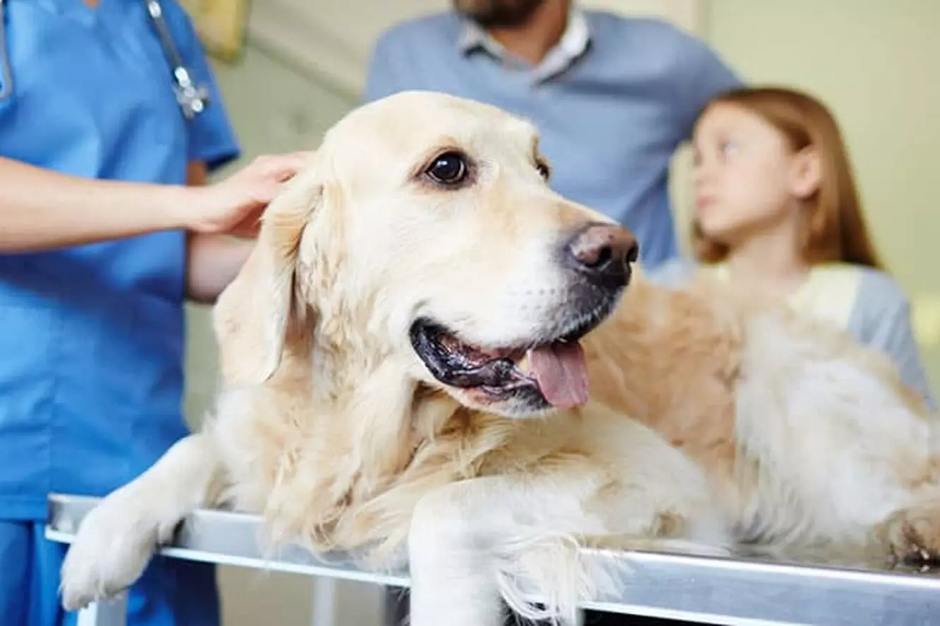 Zijn er bloedgroepen bij dieren?