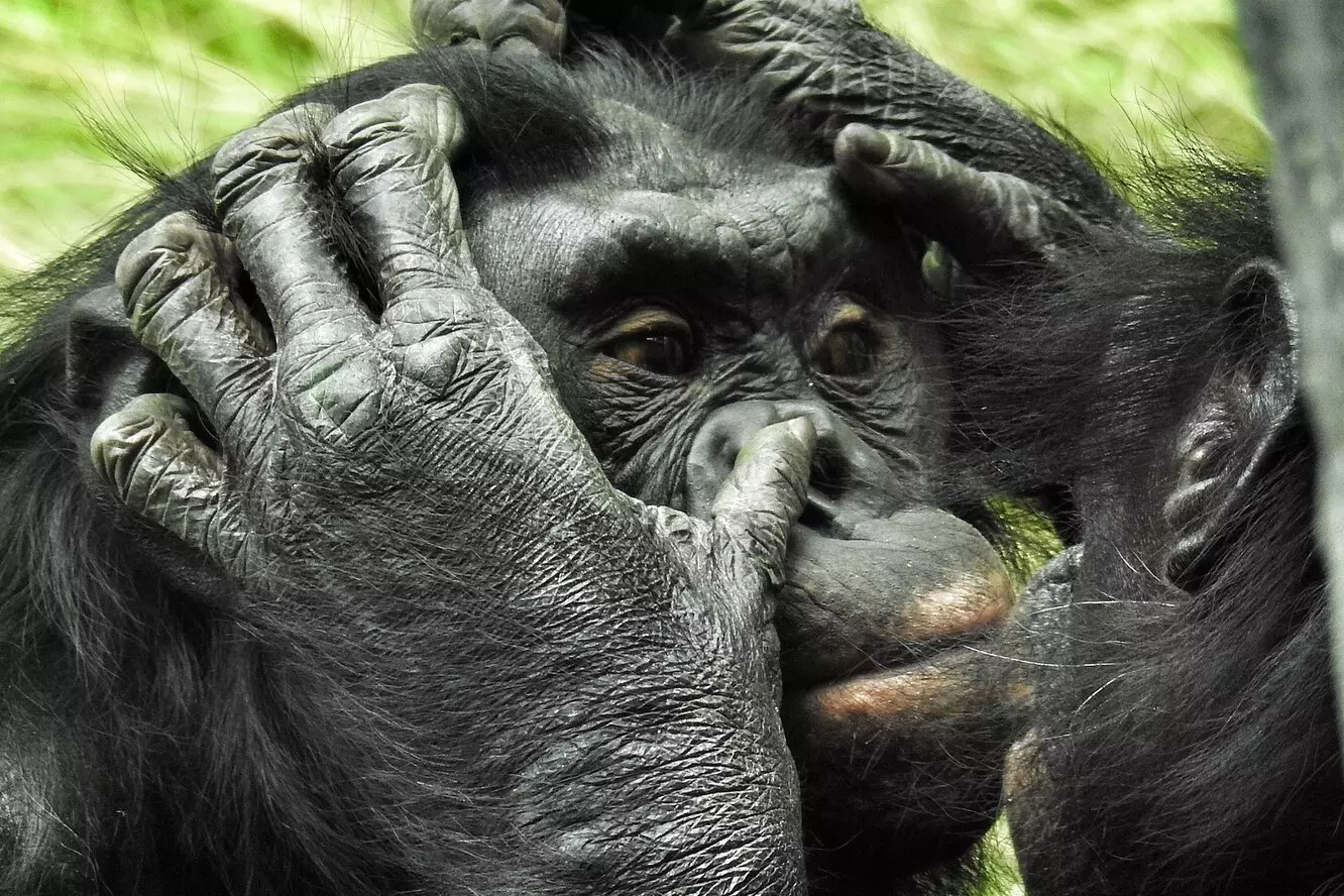 Är det möjligt att transfundera schimpansblod till en människa?