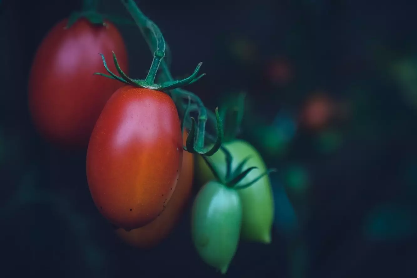 Como en una película de terror: las orugas evitan que los tomates 'griten' pidiendo ayuda