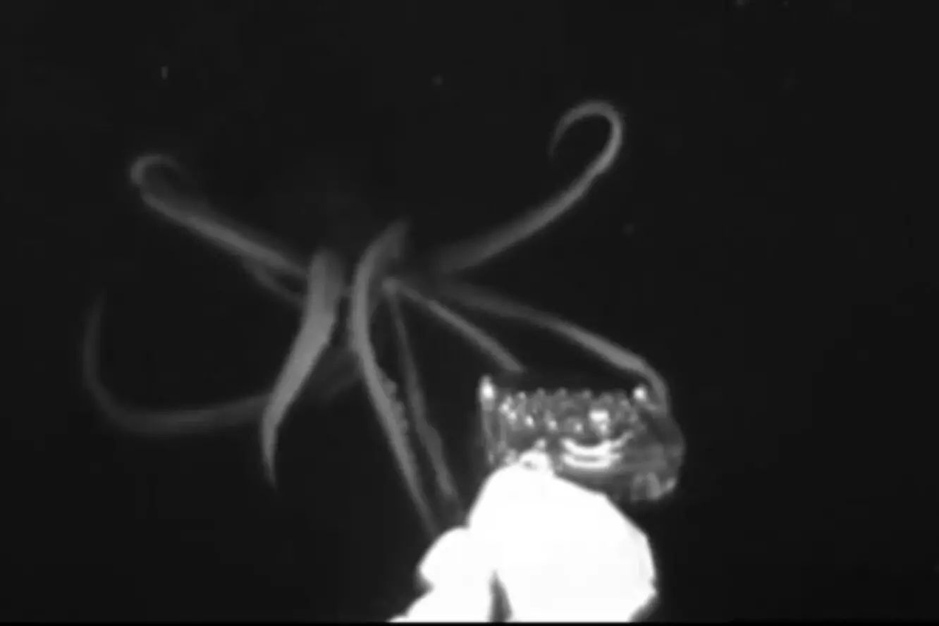 Eenzegaarteg Giant Squid Juegd Footage: A Nightmare from the Deep