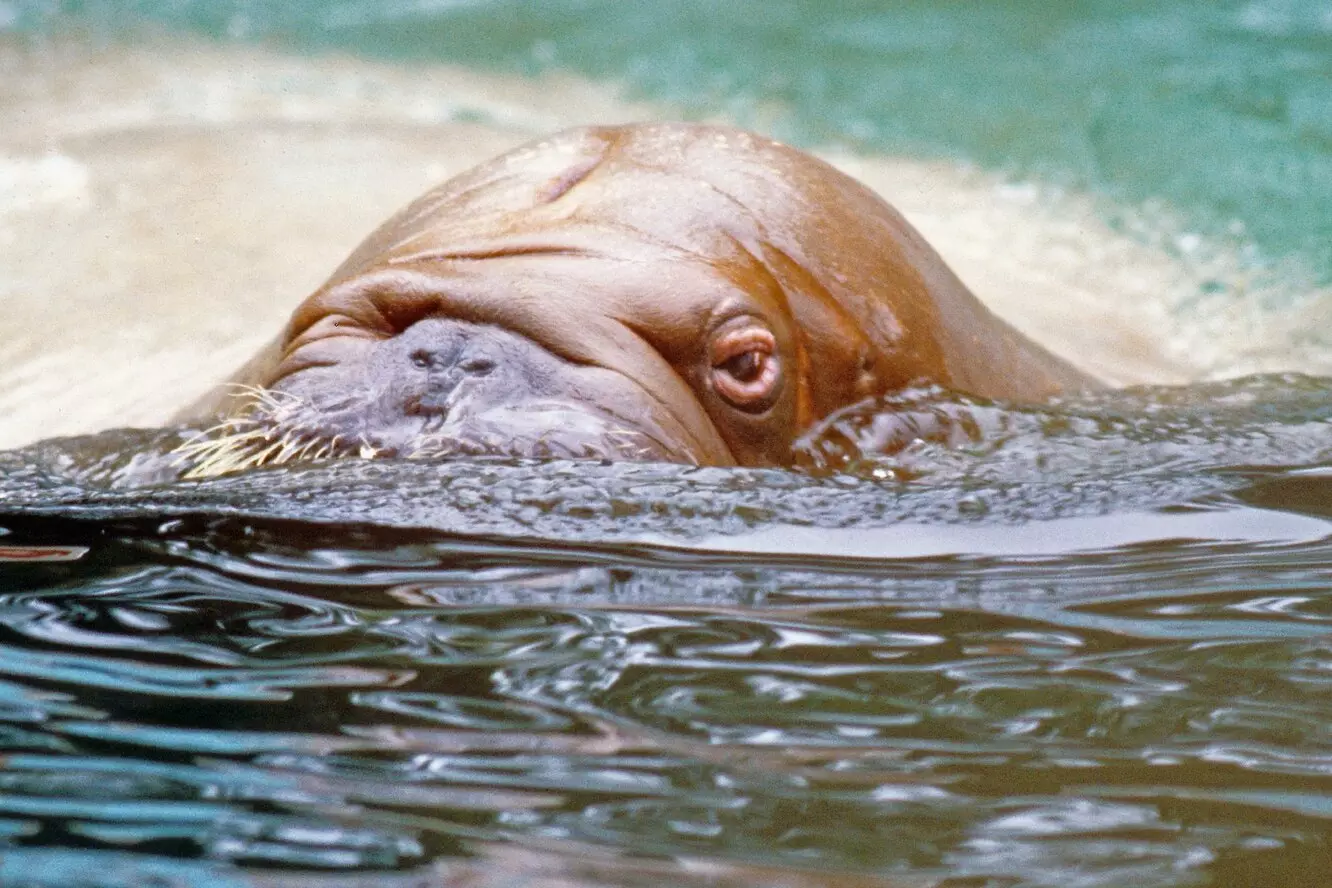 Arctic walrus o ile a robala holim’a leqhoa ’me a tsoha haufi le Ireland