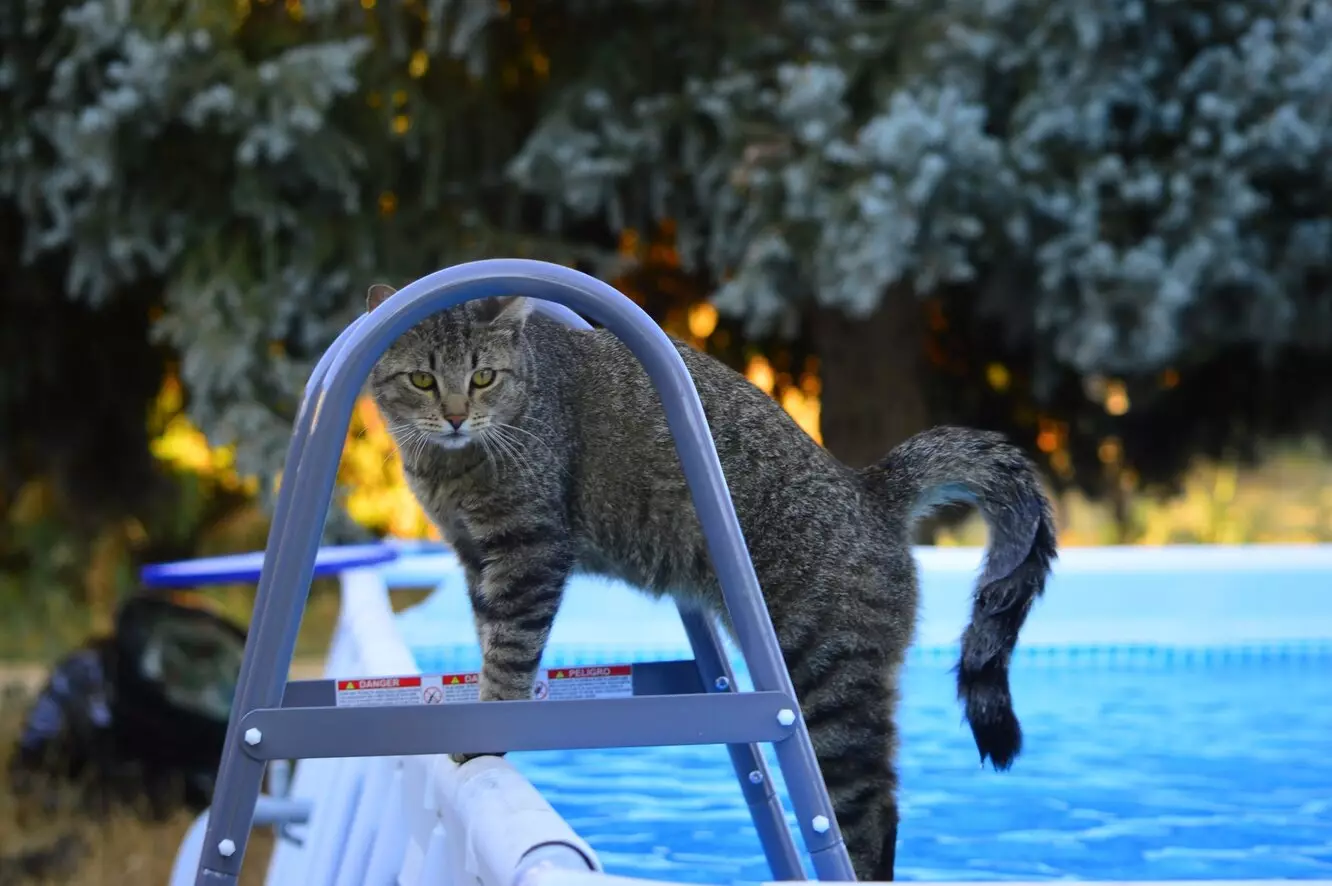 Por qué a los gatos no les gusta el agua, pero a los perros les encanta nadar 382091_2