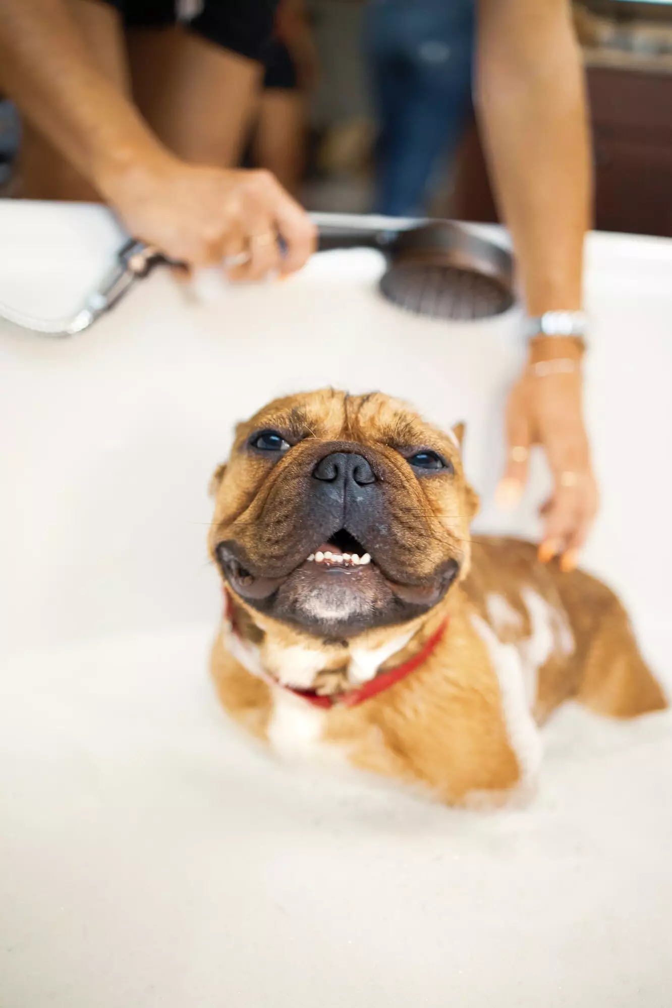 Por qué a los gatos no les gusta el agua, pero a los perros les encanta nadar 382091_3