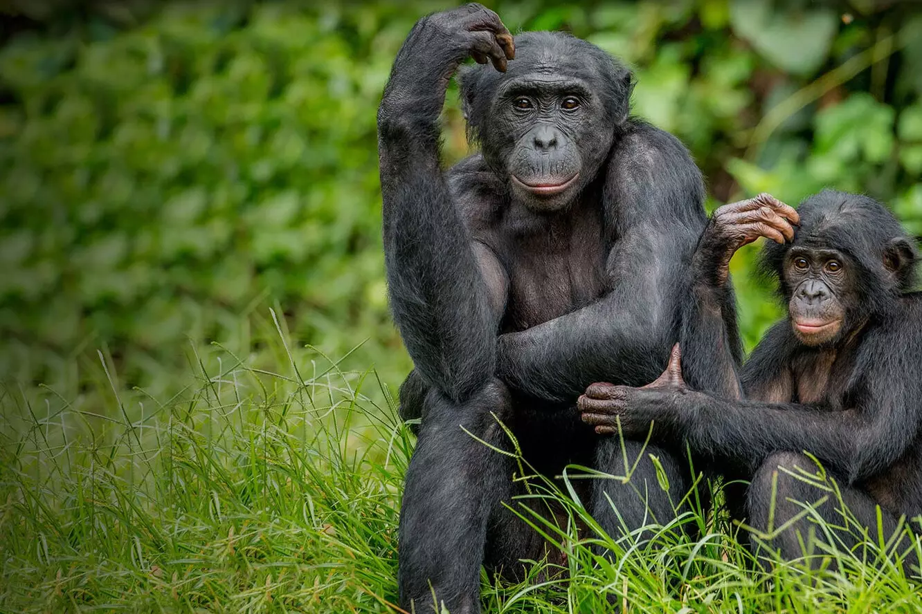 Ang mga bonobo chimpanzee ay napatunayang altruistic