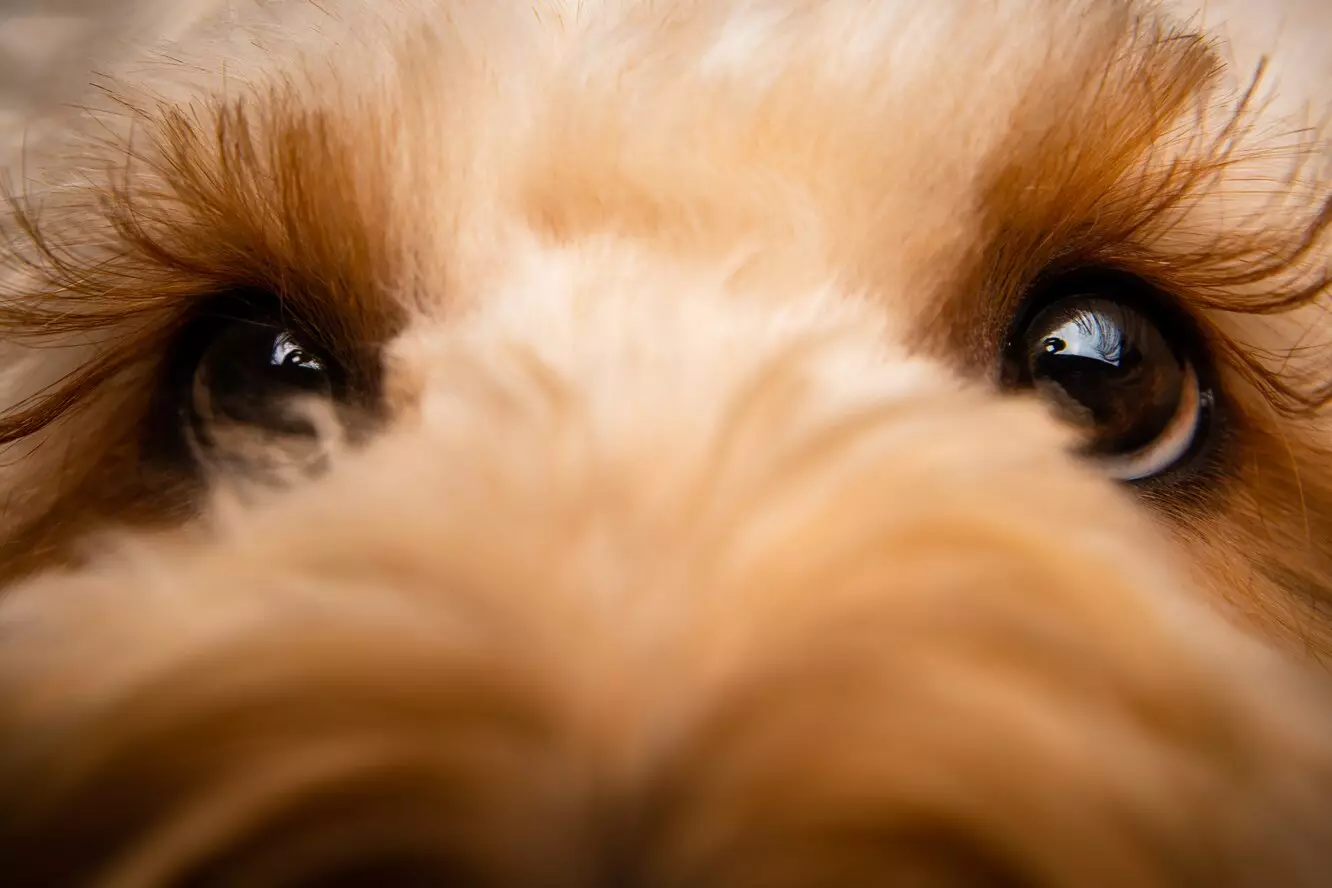 Як розпізнати стрес у собаки: вчені випустили спеціальне керівництво