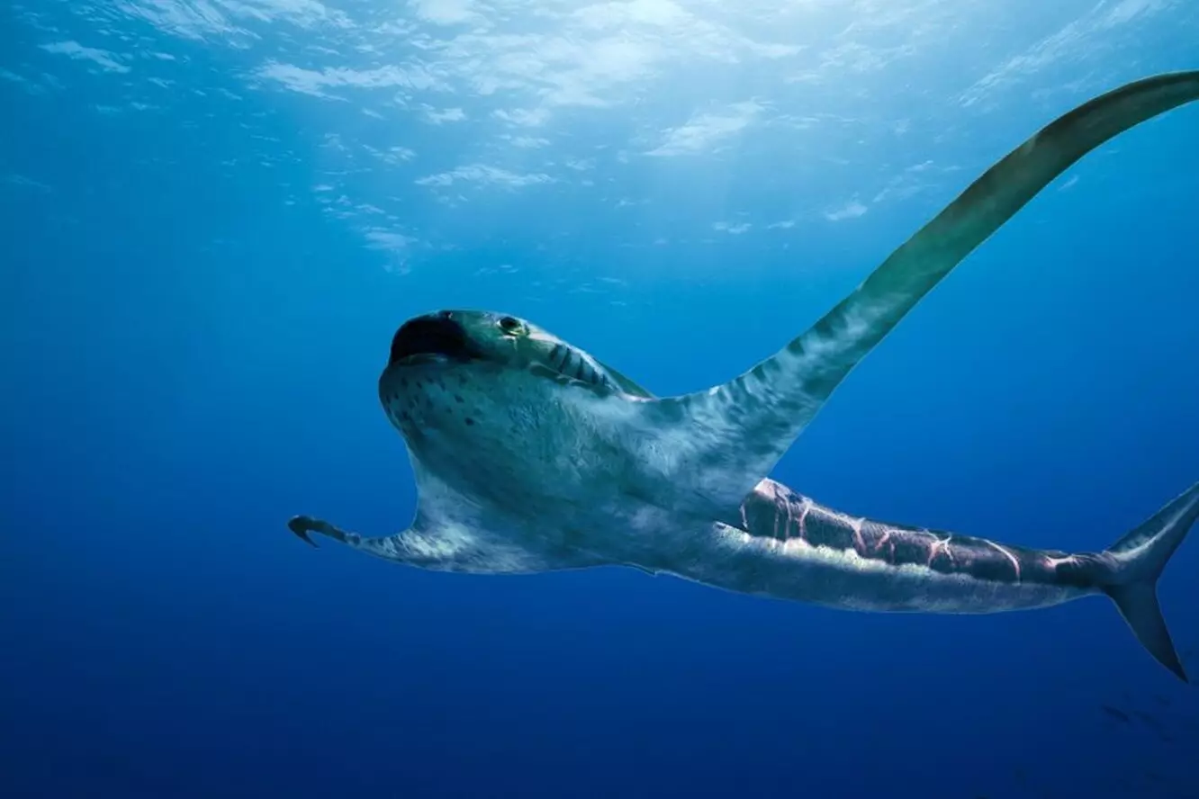 Wëssenschaftler beschreiwen 'geflügelte' Hai, déi virun 93 Millioune Joer d'Mier schwammen