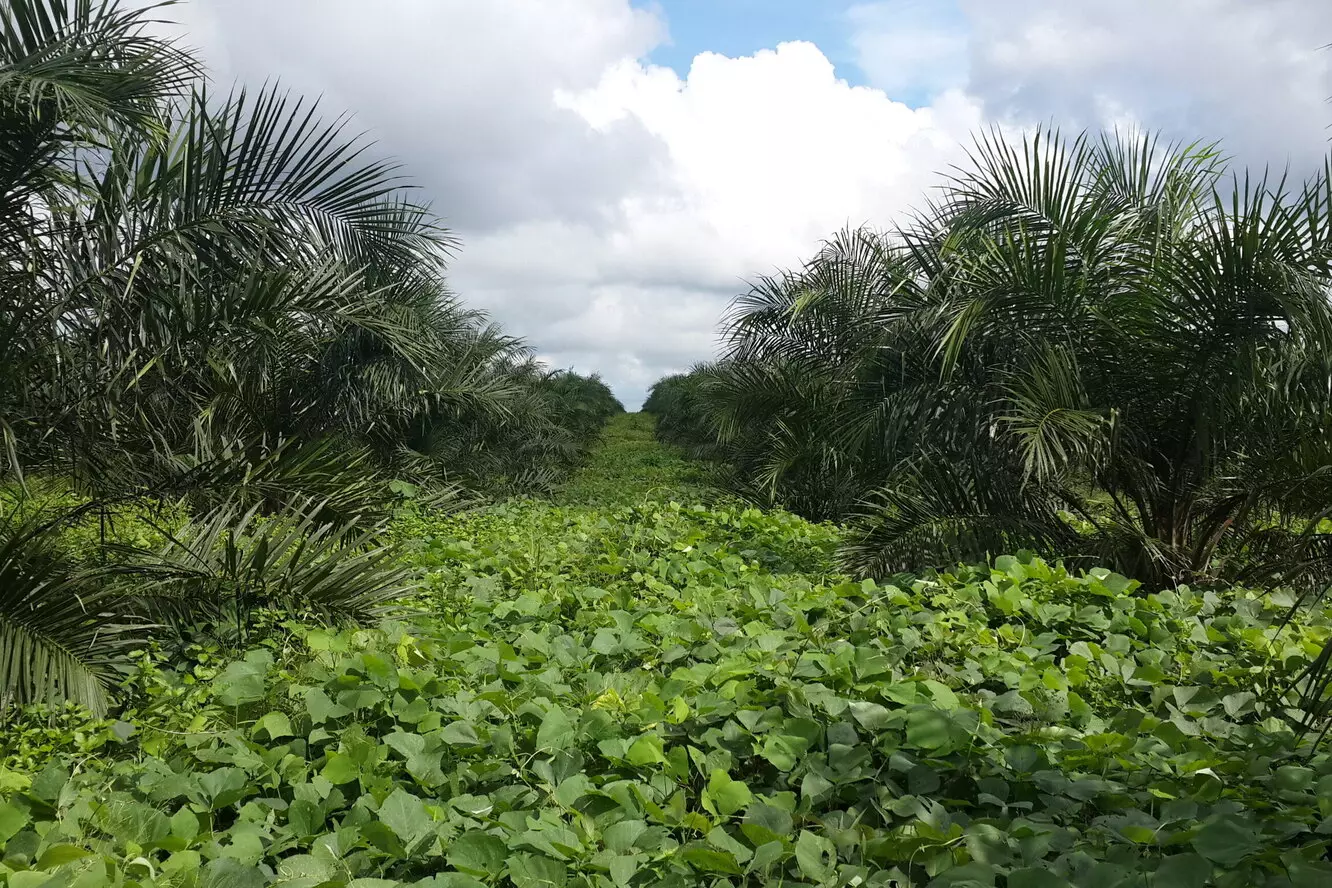 L'huile de palme peut être créée sans nuire à l'environnement