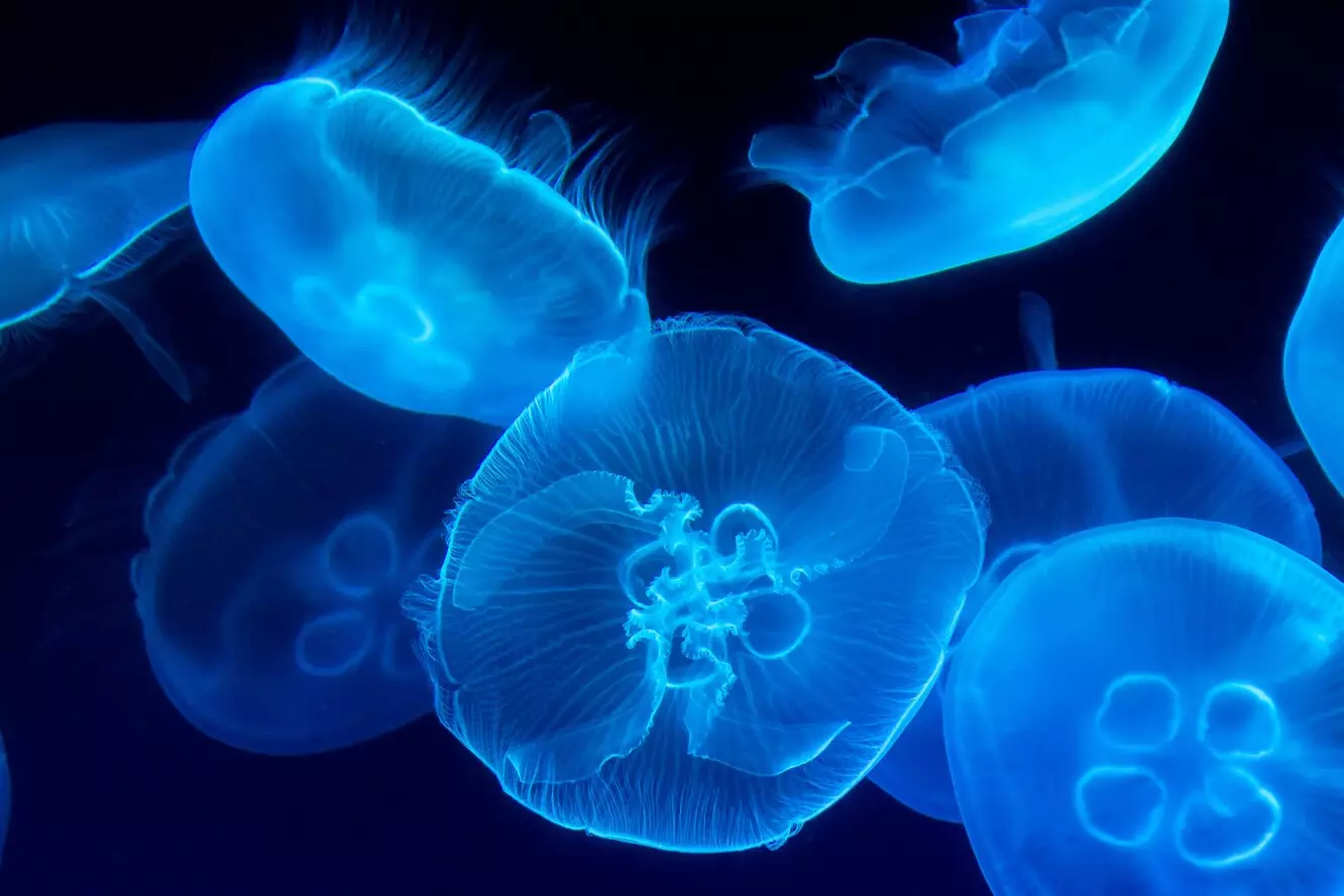 Je, ni kweli kwamba mkojo husaidia na jellyfish kuungua?