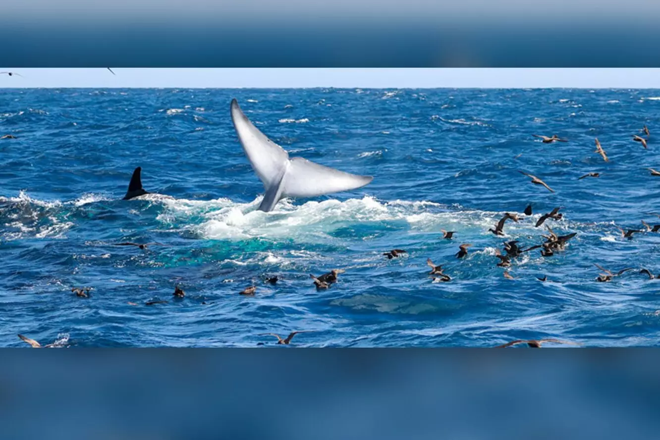 70 頭のシャチの群れがシロナガスクジラを攻撃し、4 時間生きたまま食べようとした