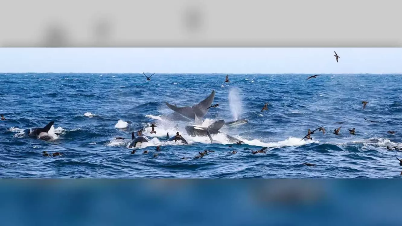 Orcas attacked a whale