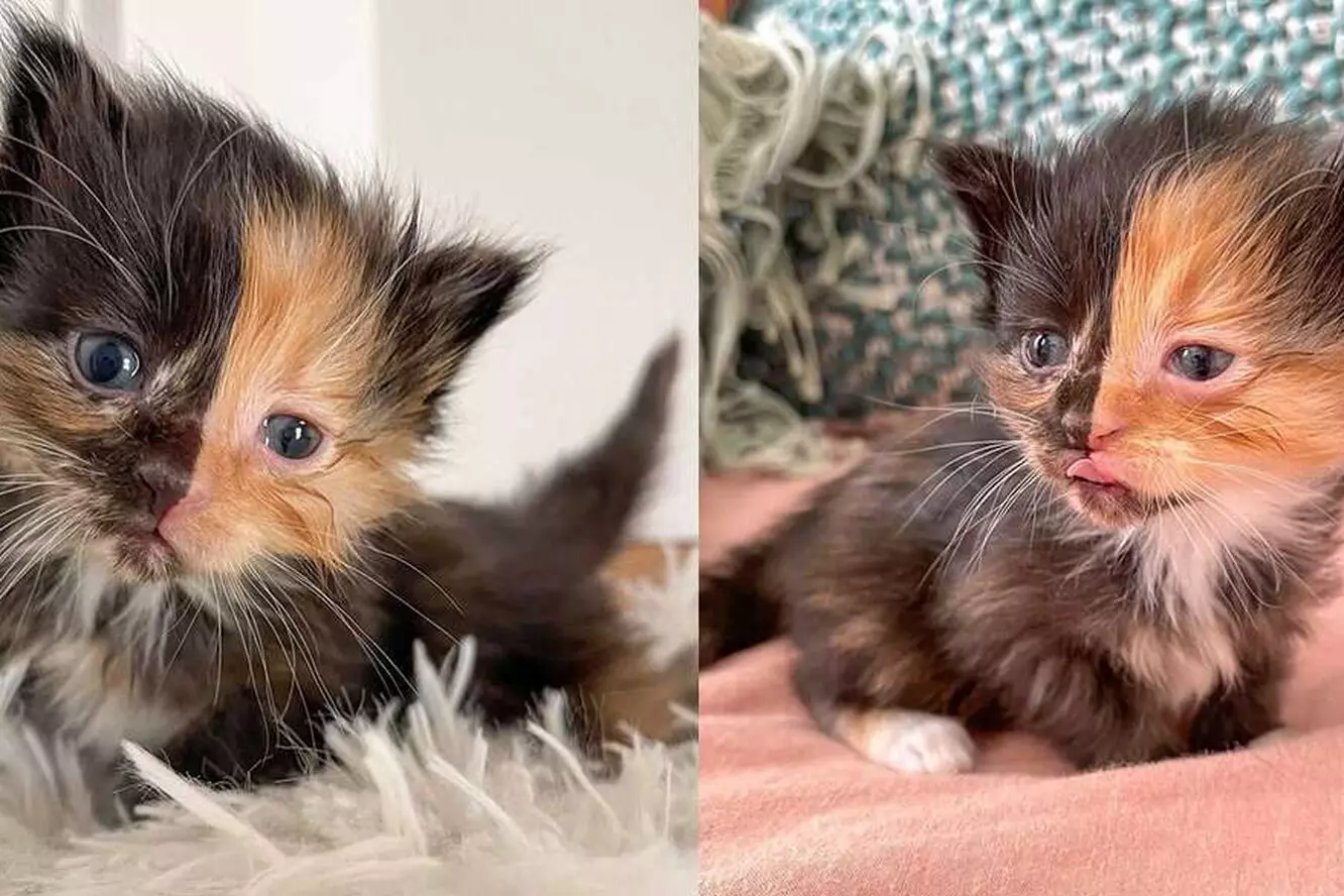 This adorable two-faced kitten may be a chimera of two fused embryos