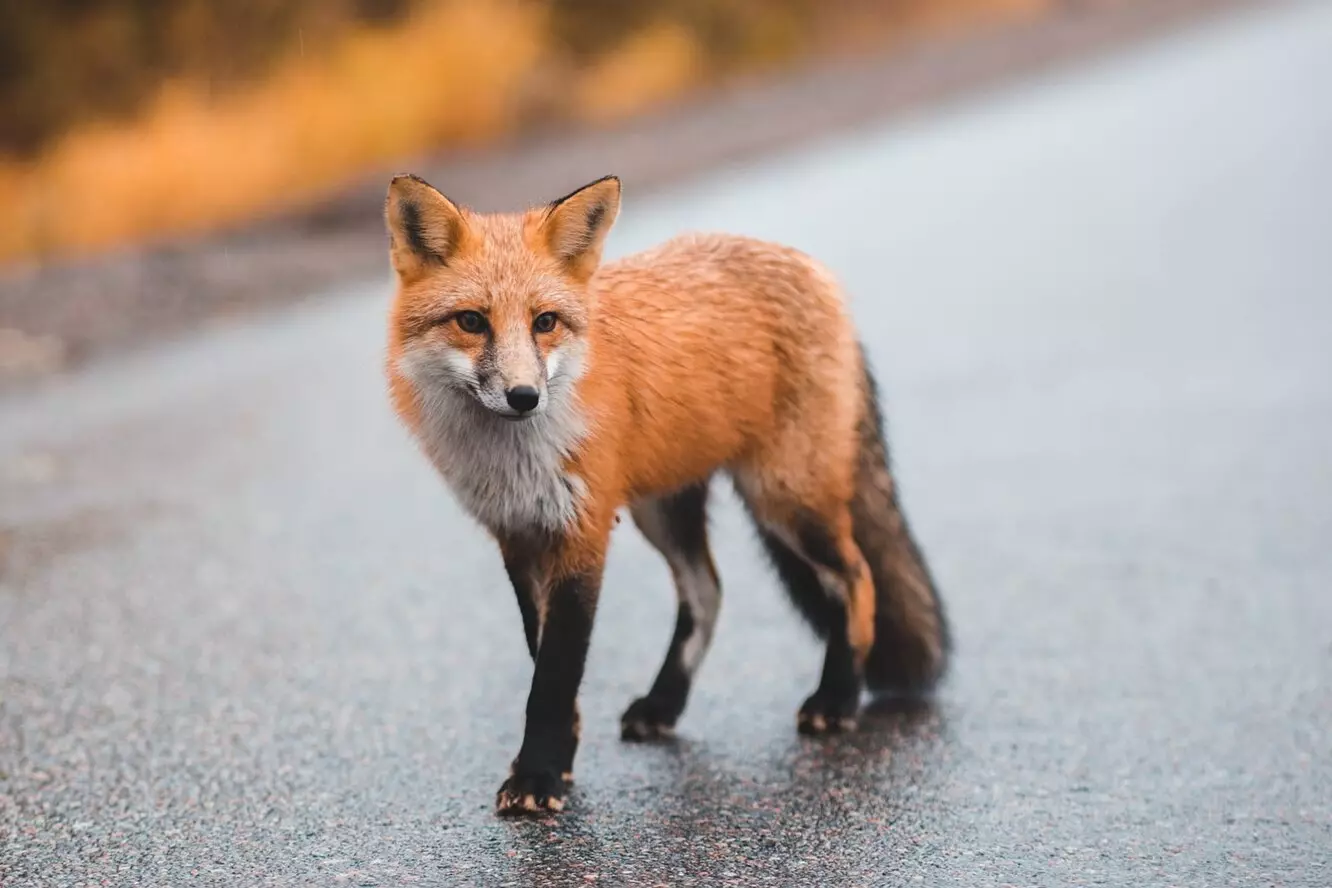 Ano ang gagawin kapag nakikipagkita sa isang fox: huwag ngumiti sa mga mandaragit