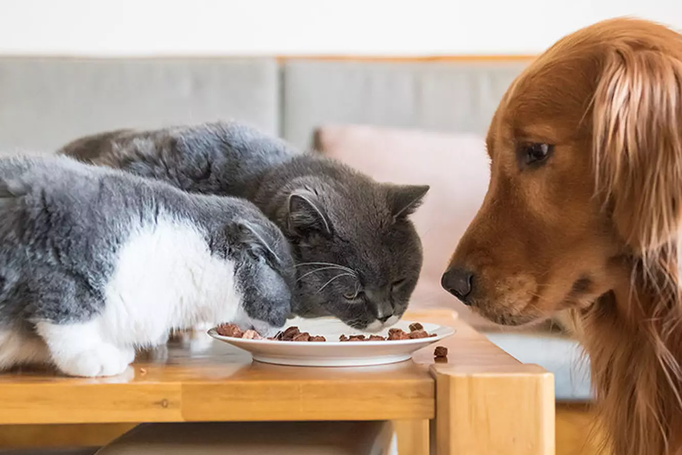 Kan katte og hunde være vegetarer