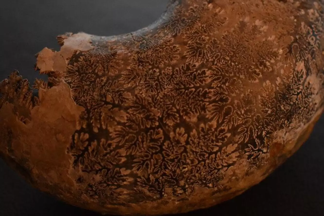 Bakit ginawa ng mga ammonite ang kanilang mga shell sa kamangha-manghang fractals