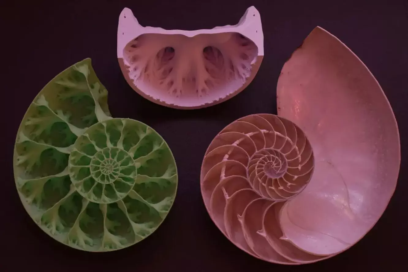 Ubume bangaphakathi bamaqokobhe e-mollusk kumzekelo weemodeli ze-3D