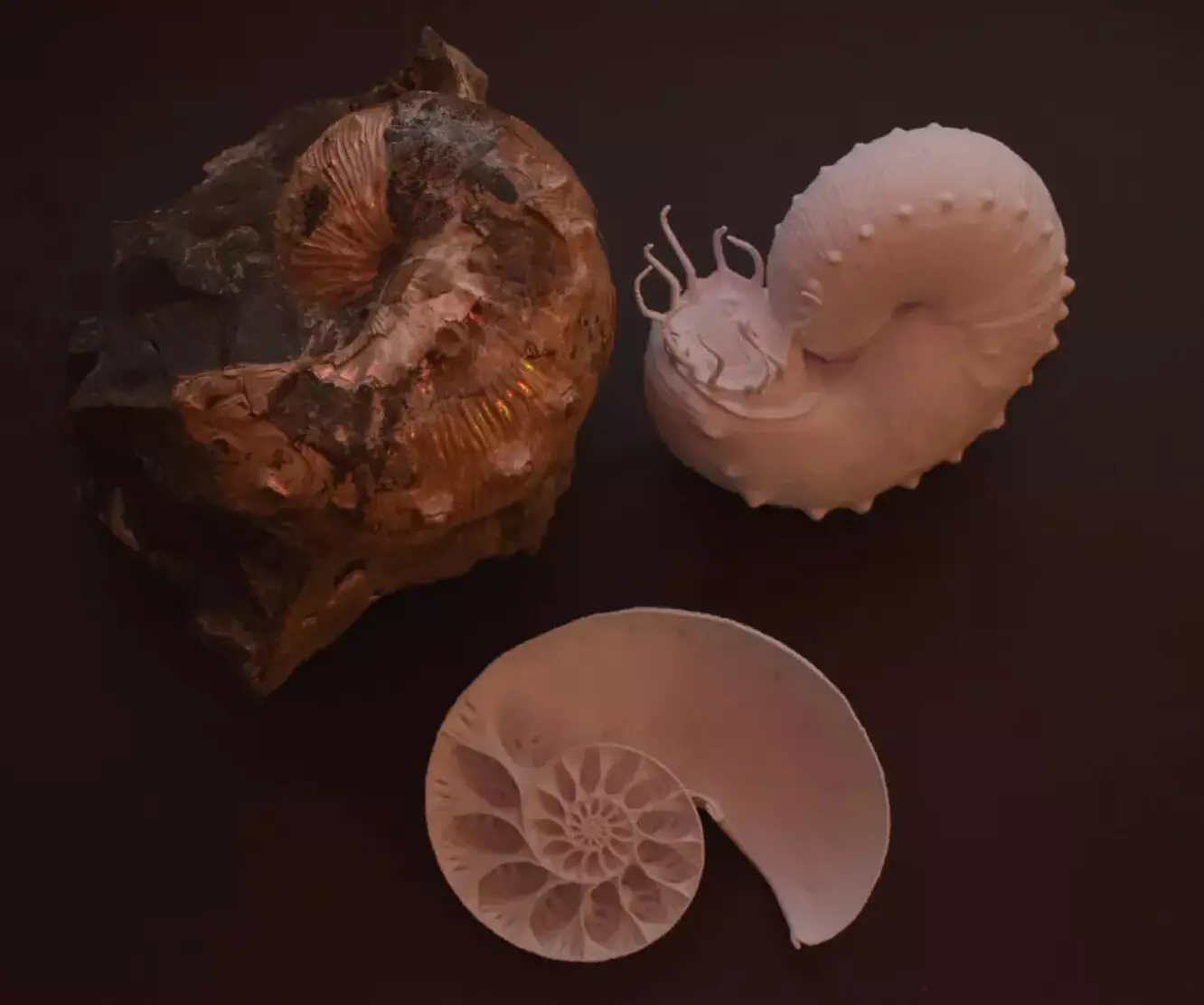 Paghahambing ng isang fossil at isang 3D na modelo ng isang buhay na mollusc