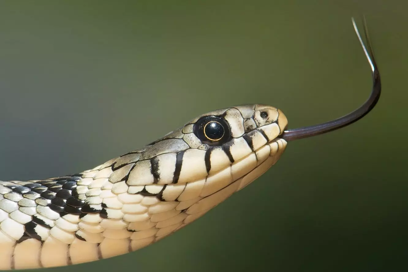 뱀에 물린 독을 빨아들일 수 있습니까?