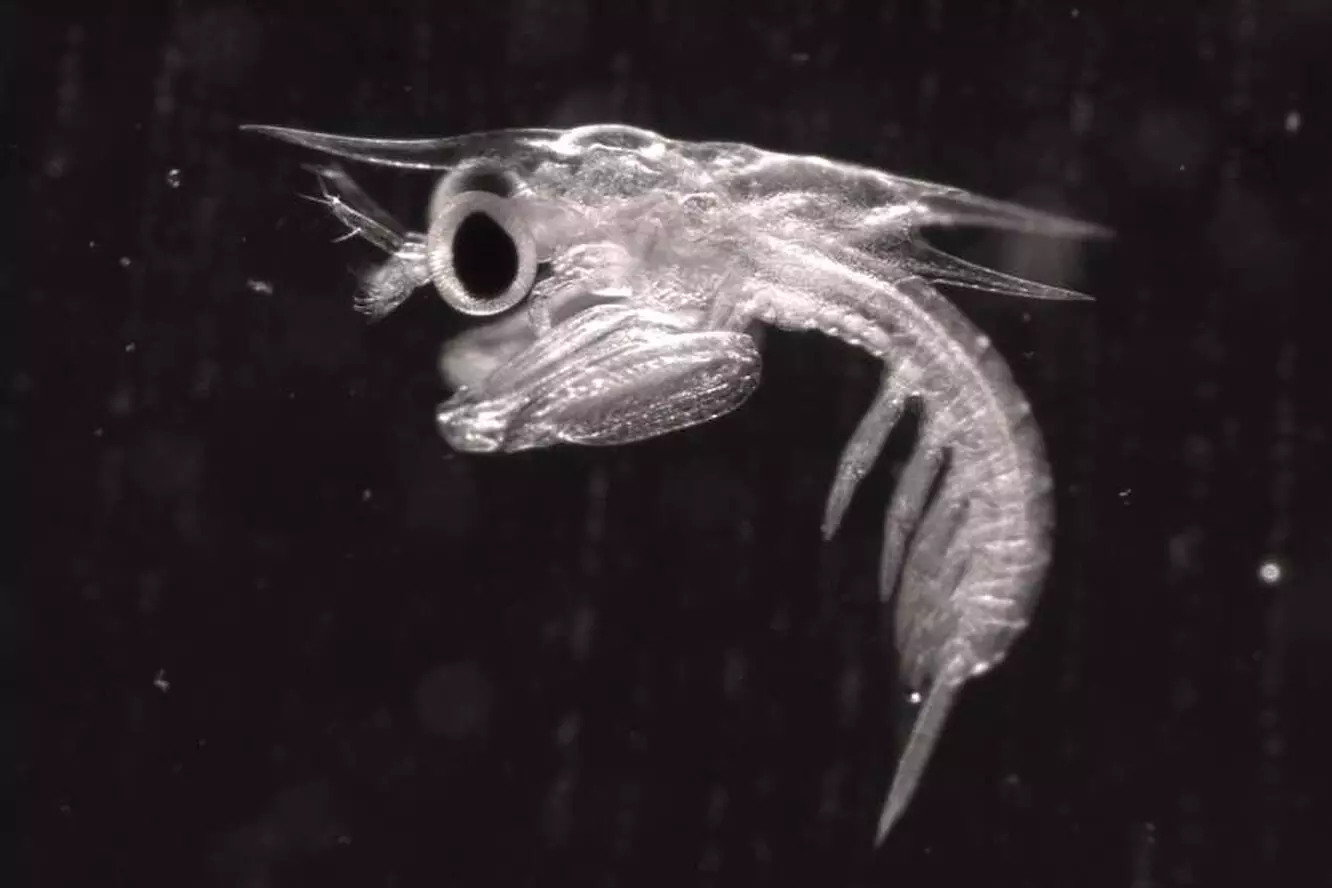 Studija: Mantis škampi mogu zadati snažne udarce već u dobi od devet dana