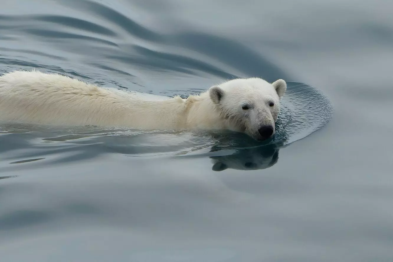 Dubu wa polar wawekewe kola za satelaiti