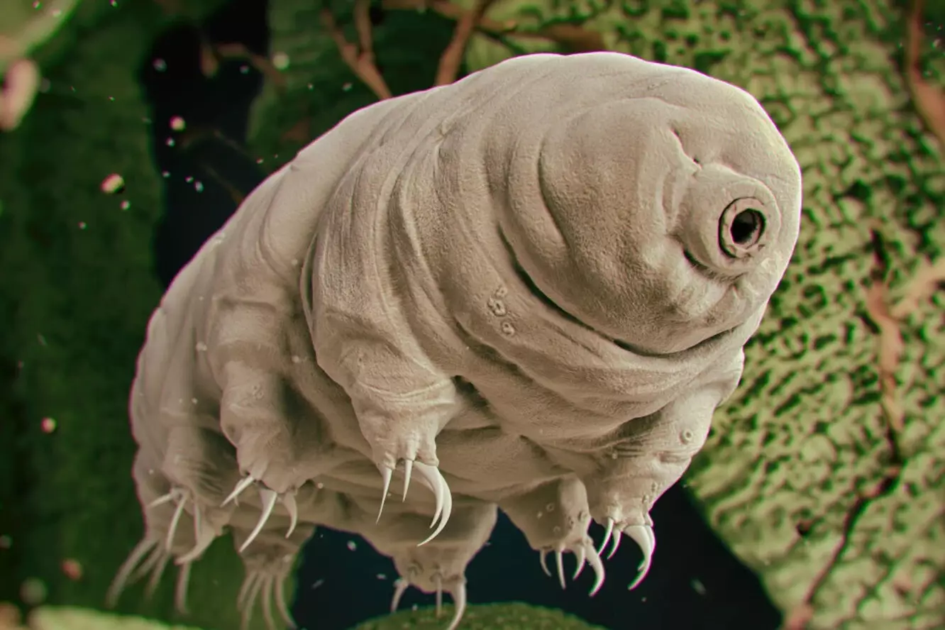 En la nomo de la scienco: sciencistoj pafis tardigradejn per pafilo