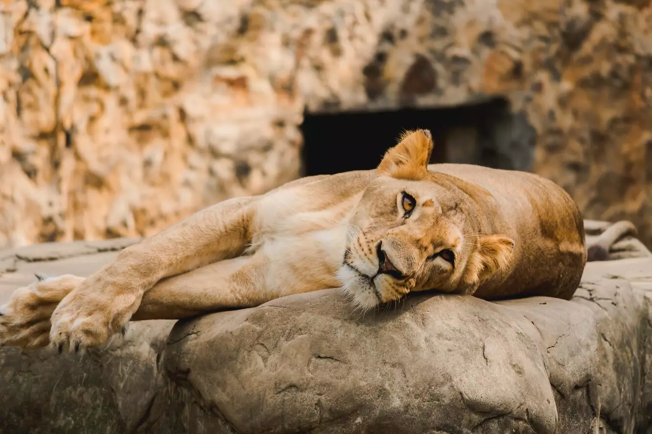 Sei zvese zviri zviviri cougar nekatsi yepamba inogona purr