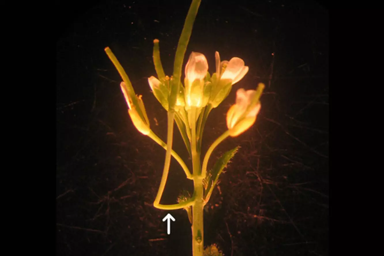 A long-studied flower has a new organ