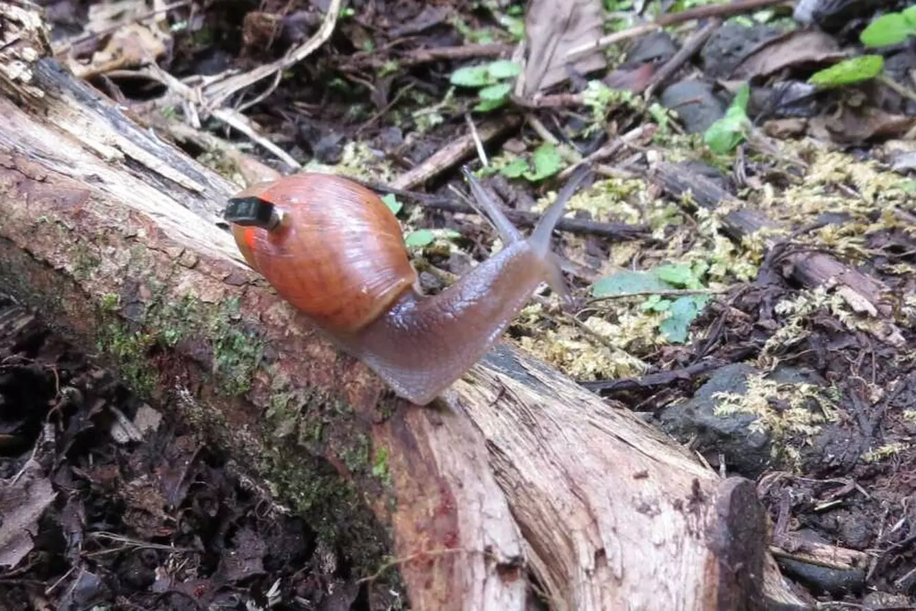 Cyborg snails: Gi-attach sa mga siyentipiko ang gagmay nga mga kompyuter sa Polynesian snails aron masabtan kung giunsa sila mabuhi