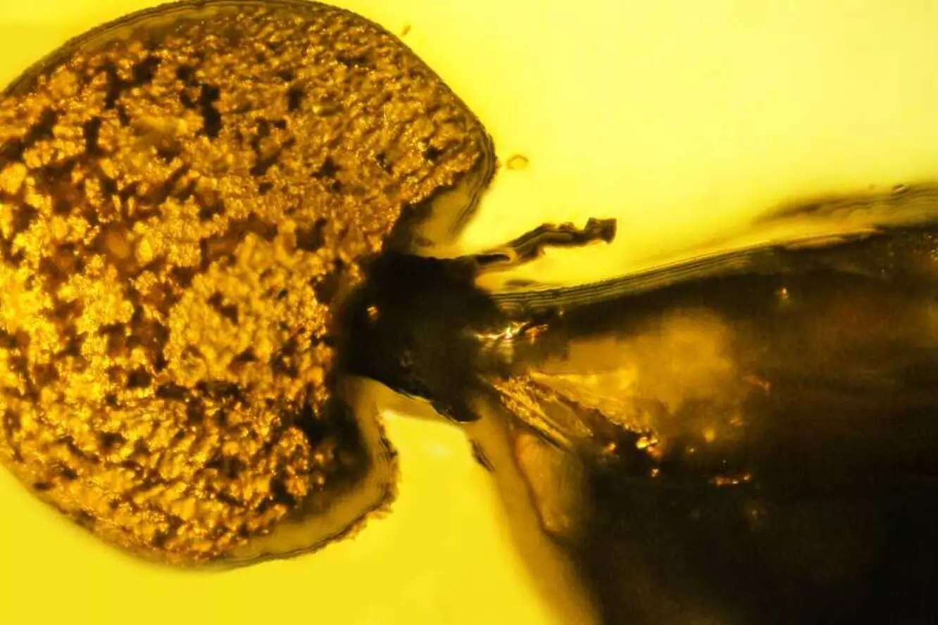 科学家们发现了一种新型寄生真菌。它是从古代蚂蚁的直肠长出来的