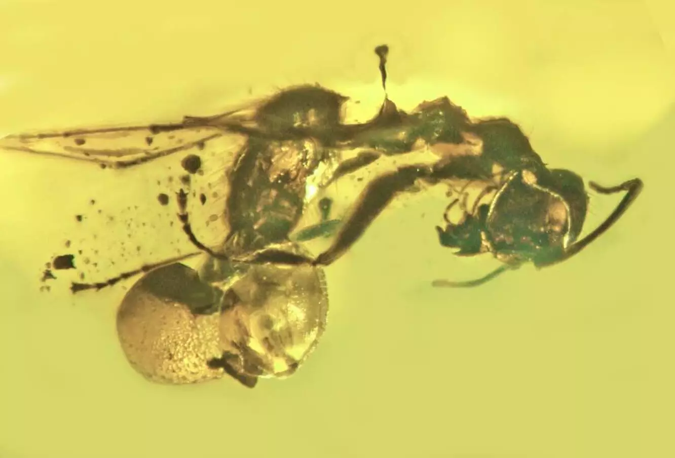 Pilz am Rektum vun enger Ant