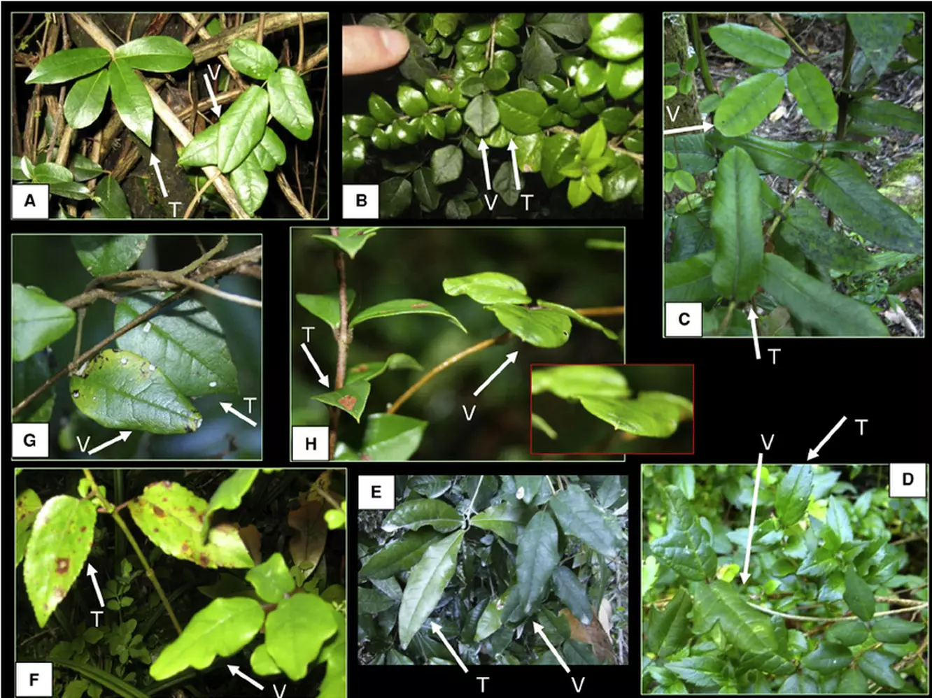 所有这些完全不同的叶子都属于生长在不同宿主上的同一个 Boquila trifoliolata（标记为 V）（它们的叶子标记为 T）