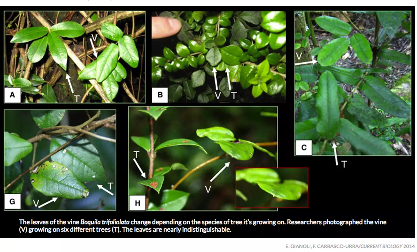 Boquila 叶（标记为 V）在不同的宿主（标记为 T）上