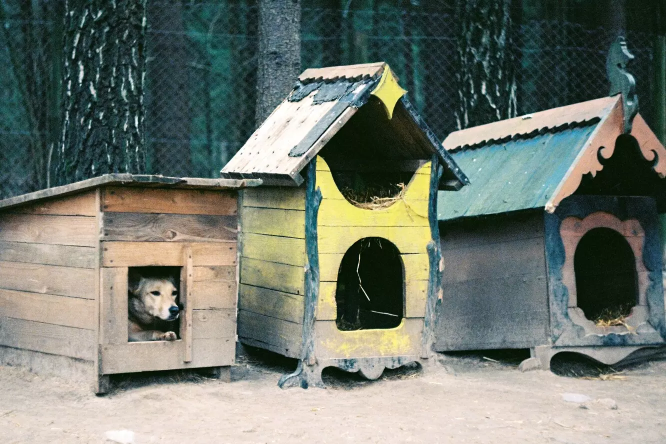 Створено «розумний» нашийник, який захищає собак від гельмінтозу