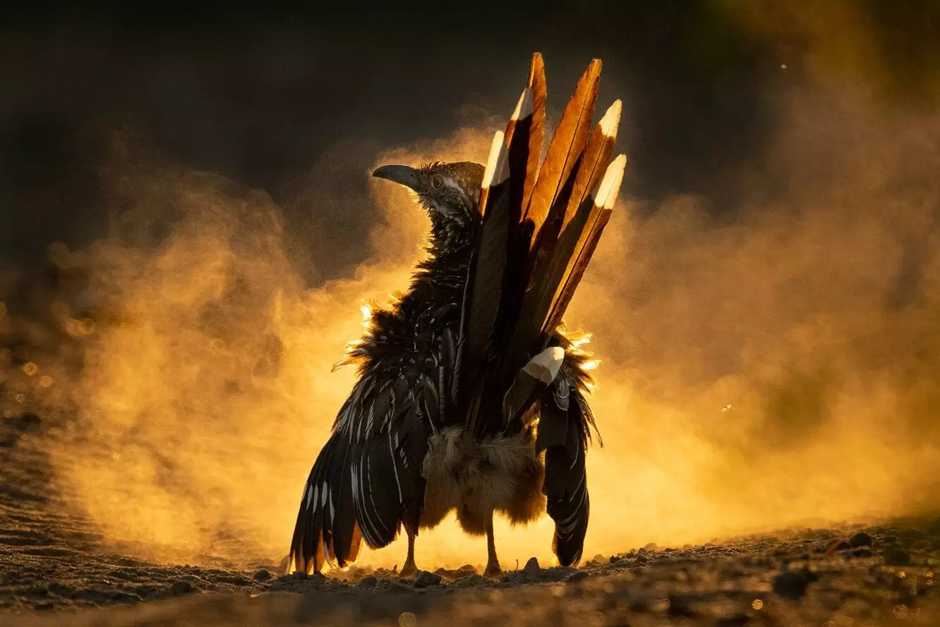 2021 Audubon Photography Awards сыйлыгынын эң мыкты куш кадрларын карап көрүңүз 385898_1