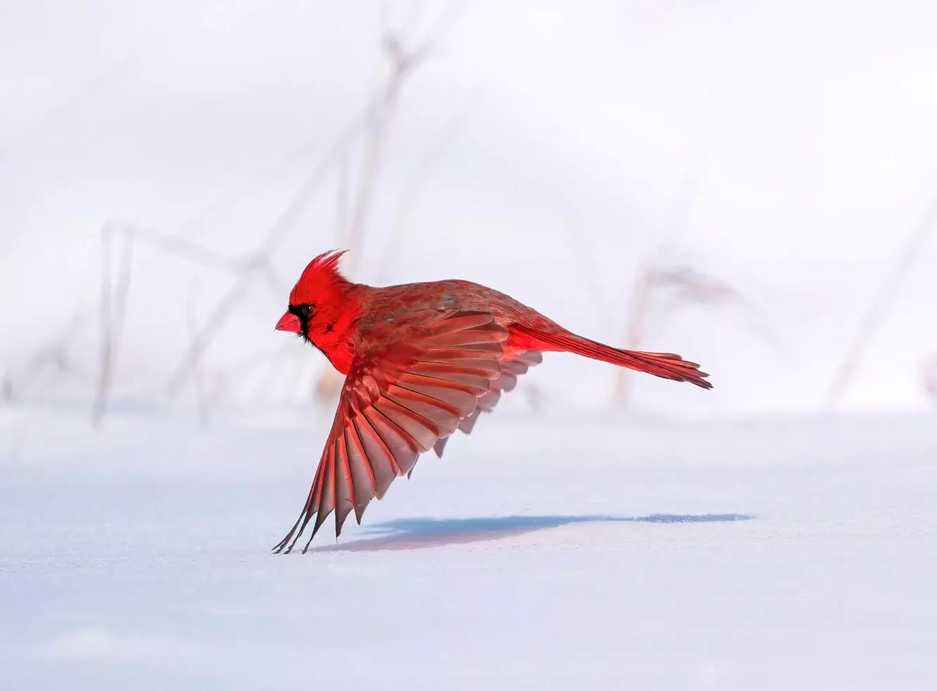 Jereo ny tifitra vorona tsara indrindra amin'ny Audubon Photography Awards 2021 385898_2