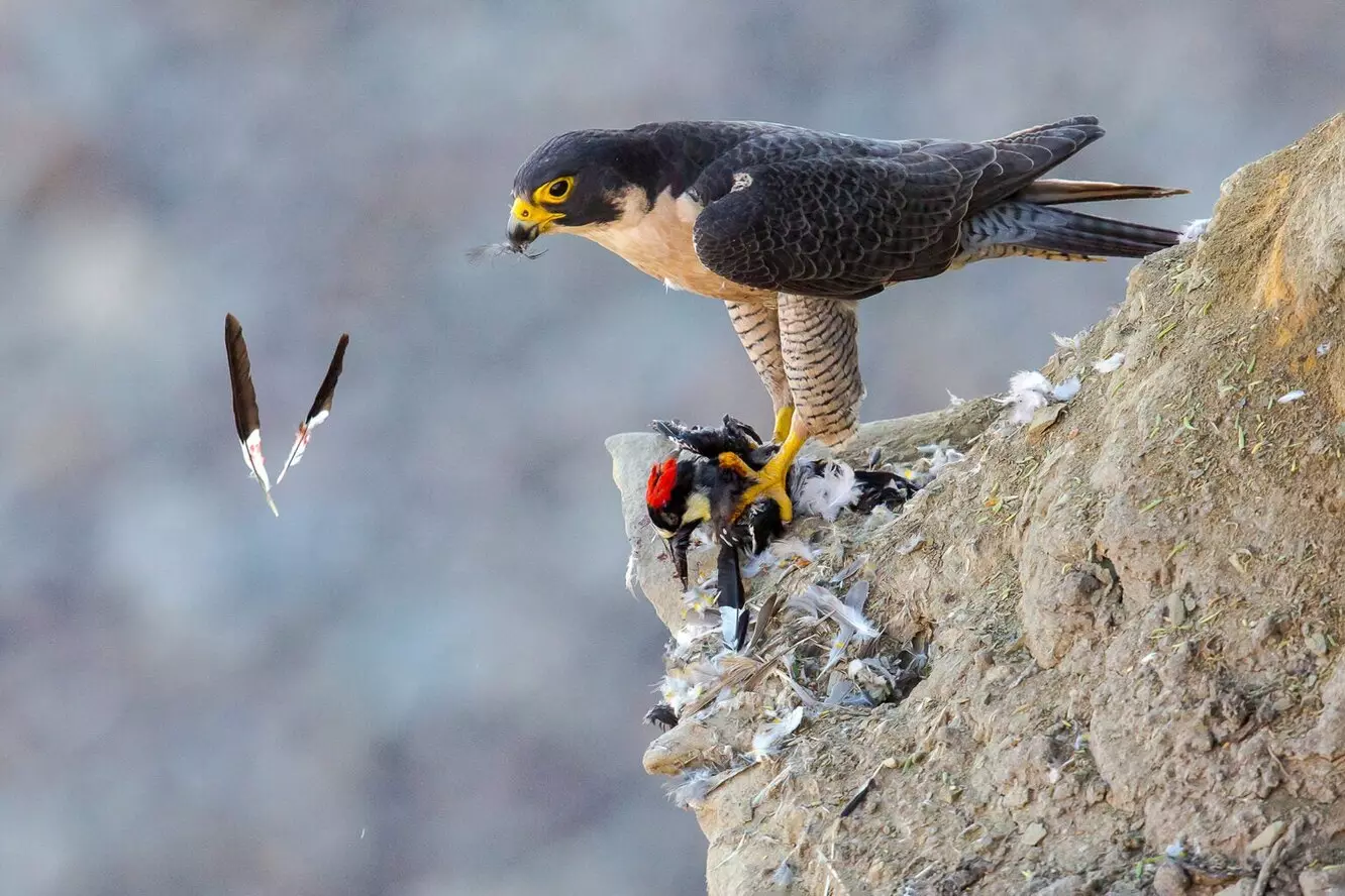 2021 Audubon Photography Awards сыйлыгынын эң мыкты куш кадрларын карап көрүңүз 385898_3