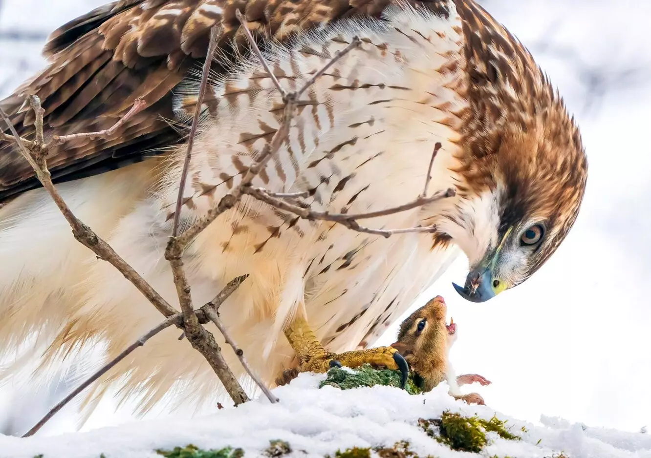 Jereo ny tifitra vorona tsara indrindra amin'ny Audubon Photography Awards 2021 385898_4