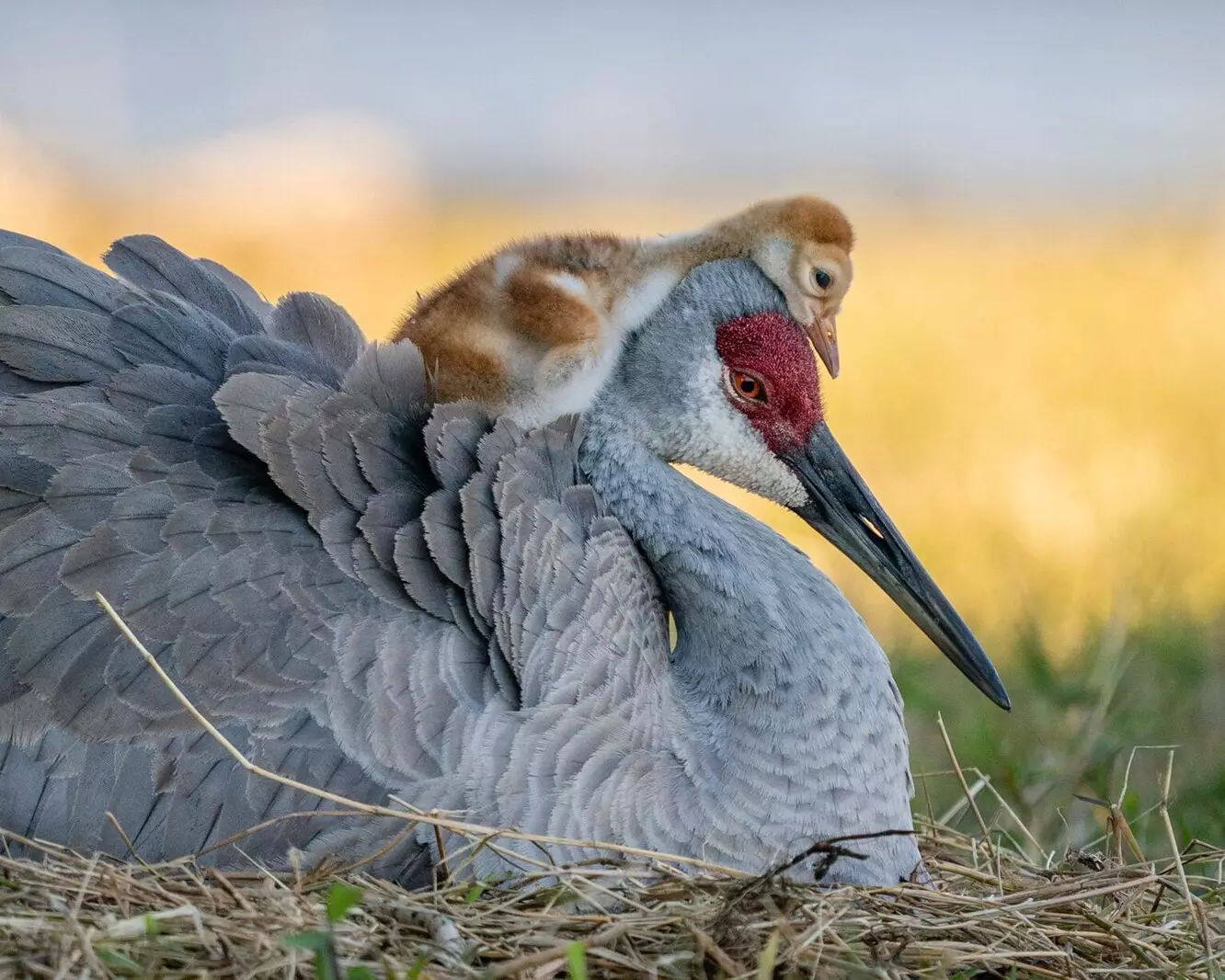 Ṣayẹwo awọn iyaworan ẹiyẹ ti o dara julọ lati Awọn ẹbun fọtoyiya Audubon 2021 385898_5