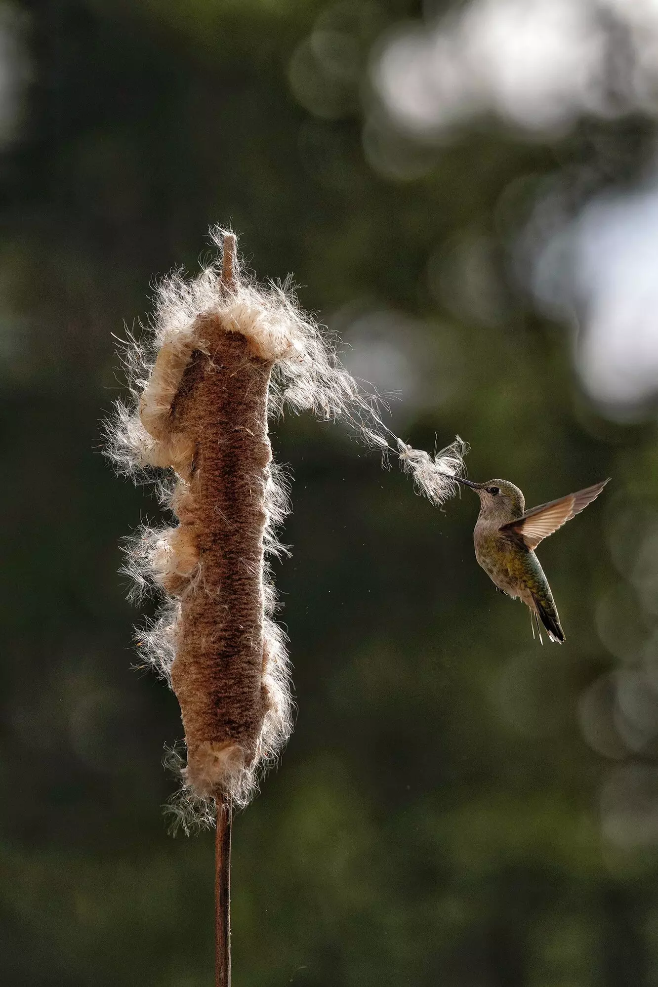 Kyk na die beste voëlskote van die 2021 Audubon Photography Awards 385898_6